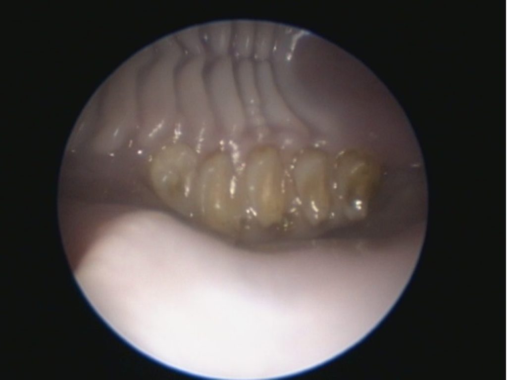 Endoscopy for Small Mammal Pets (Rabbits, Guinea, Pigs and Chinchillas ...