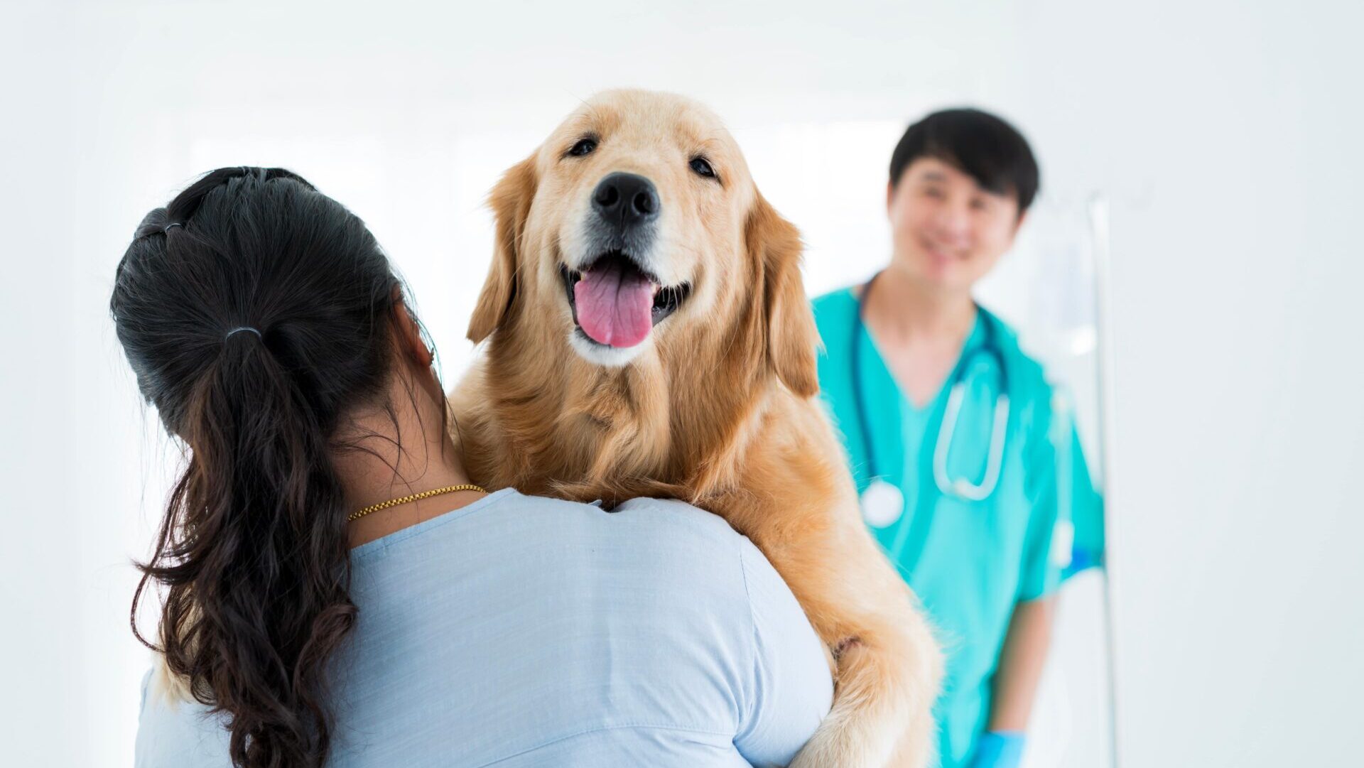 A Comprehensive Guide to Dog Sterilisation: What Pet Owners Need to Know