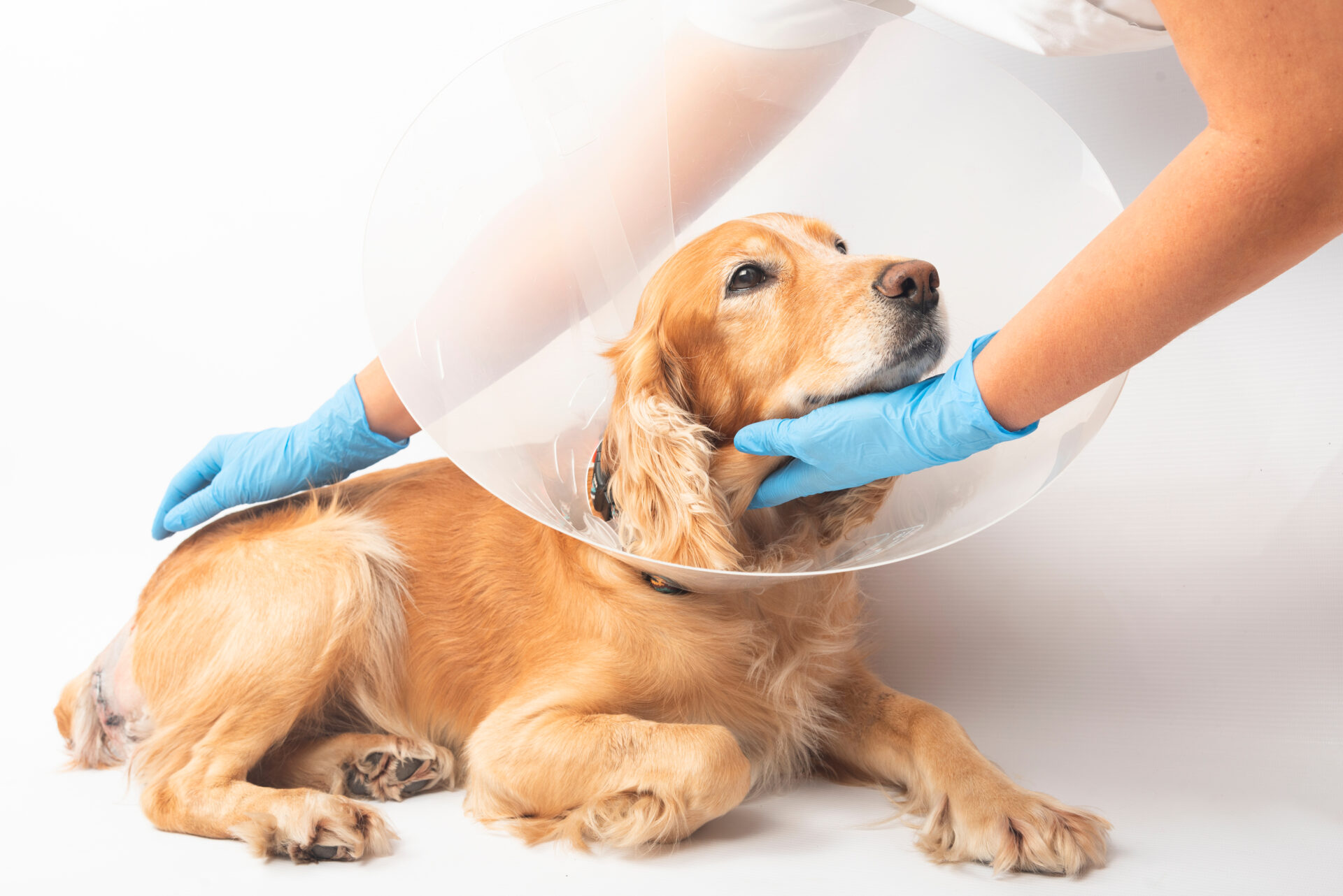 Reliable Cat & Dog Sterilization in Singapore - Amber Vet