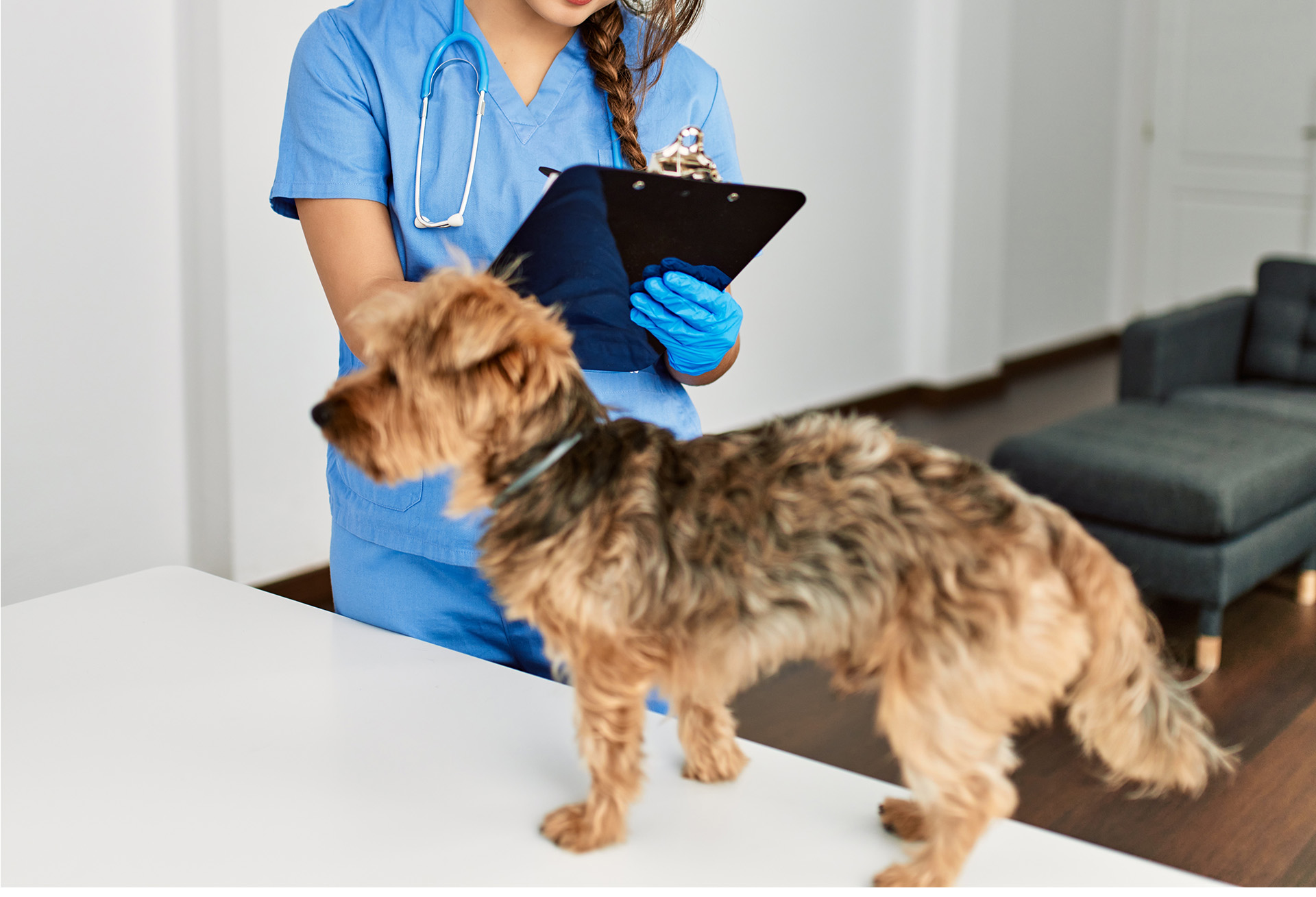 Vet Consultation in Singapore - Amber Vet
