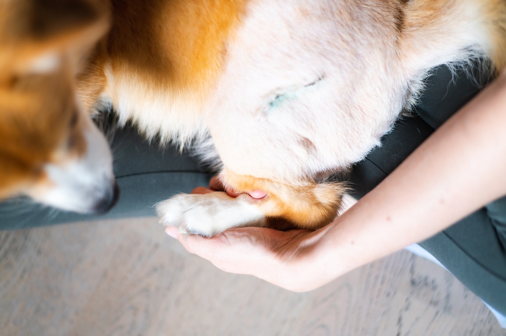 Hip Dysplasia Surgery for Dogs & Cats in Singapore - Amber Vet