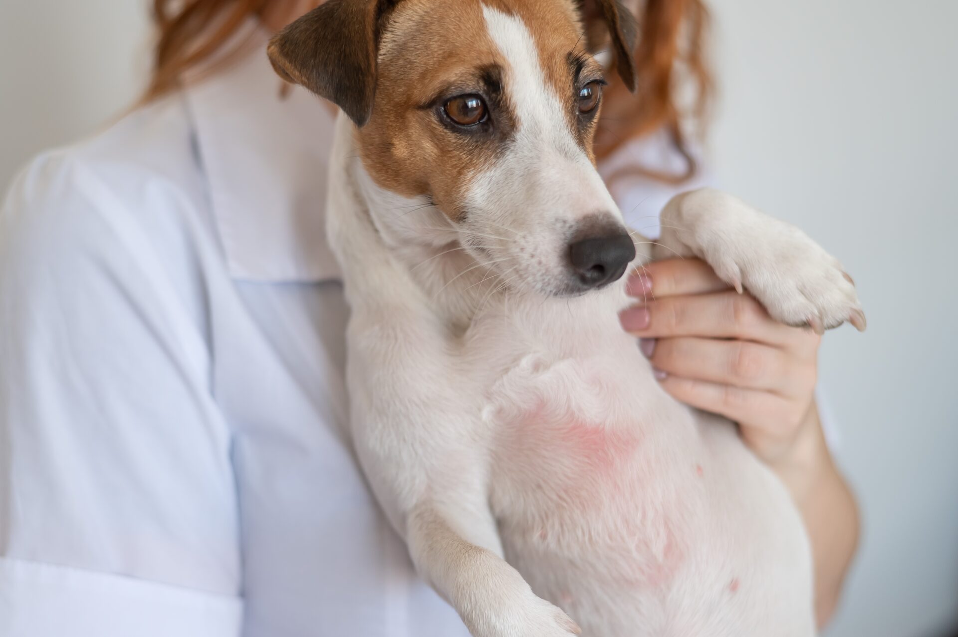 Skin Allergy in Dogs and Cats - Amber Vet Singapore