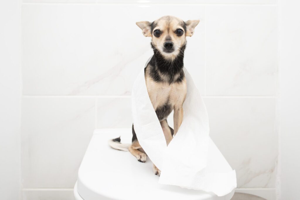 Diarrhea in Dogs and Cats: Causes, Treatment & When to See a Vet ...